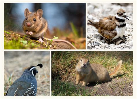 Bobcat Learning Among The Oaks