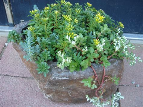 This Mixed Sedum Planter Contains White Flowering Sedum Ternatum Which