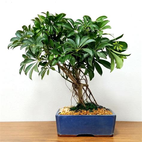 10 Ceramic Schefflera Bonsai Eves Garden Ts