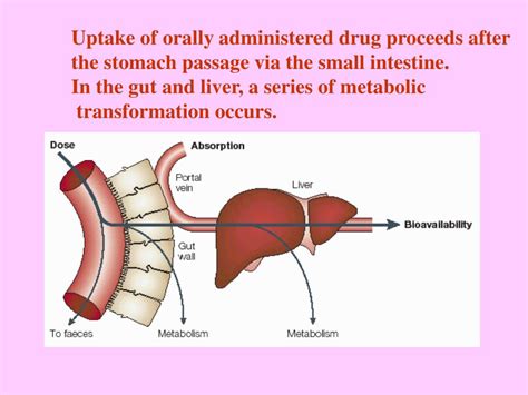 Ppt First Pass Metabolismbioavailability Powerpoint Presentation
