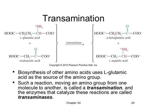 24 Amino Acids Peptides And Proteins Wade 7th