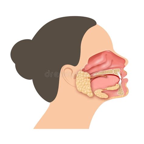 Glands Mouth Salivary Stock Illustrations 179 Glands Mouth Salivary