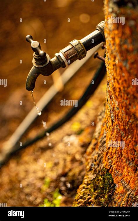 Curepipe Botanic Gardens Or Ssr Botanical Garden Of Curepipe In Route