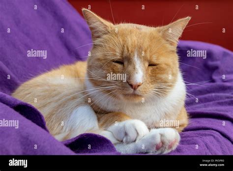 Katze mit einem abszess Fotos und Bildmaterial in hoher Auflösung Alamy