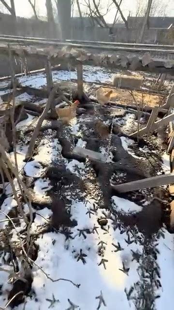 Chickens Love Playing In Snow 🐔 ️🥚 Shorts Chickens Youtubeshorts