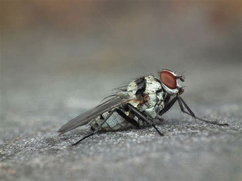 Pin On Gardening ~ Pest Control