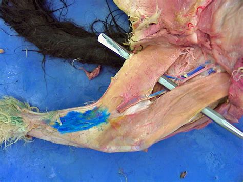 Lower Limb Dissection Cat 4 Diagram Quizlet