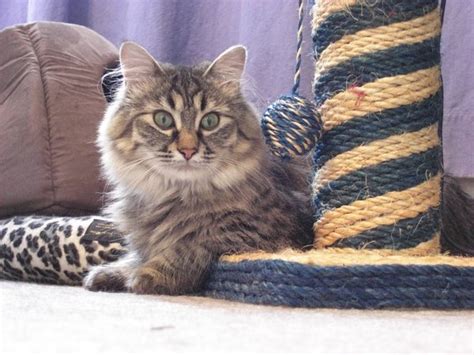 Sabes por qué tu gato frota su cabeza sobre ti Mascotas
