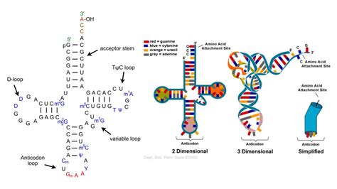 Intron Definition Structure Functions Biology Notes Online