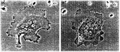 Video Microscope Image Of A Primary Rat Osteoclast A A Typical Rat Download Scientific