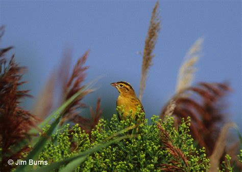 Bobolink