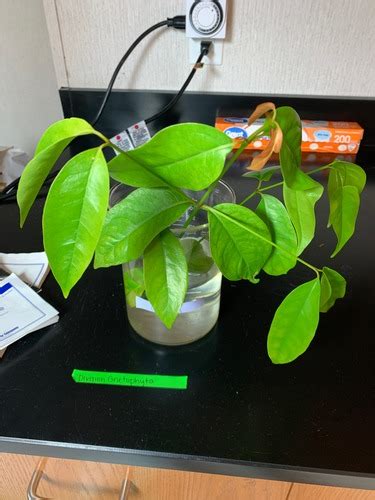 Bio 202l Gymno And Angiosperms Flashcards Quizlet