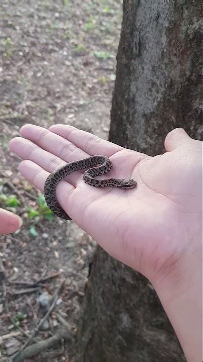 사람을 물지 않는 얌전한 뱀 Youtube