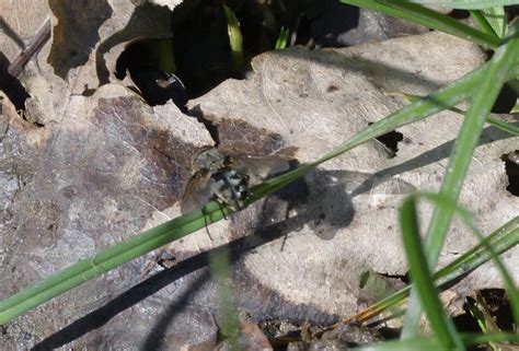 Fly Dipthera Id Andrew Binns Flickr