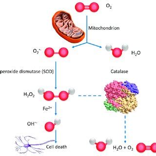 Scheme Of Reactive Oxygen Species Ros Generation And Organism