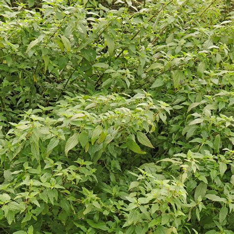 Urtica Dioica Vs Urtica Urens
