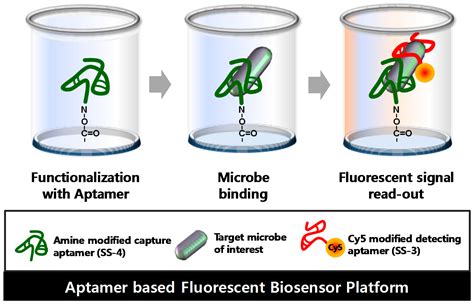 Detecting And Discriminating Shigella Sonnei Using An Aptamer Based