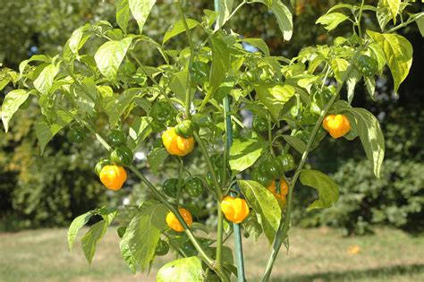 Chiltepe Capsicum Annuum Variedad De Chile