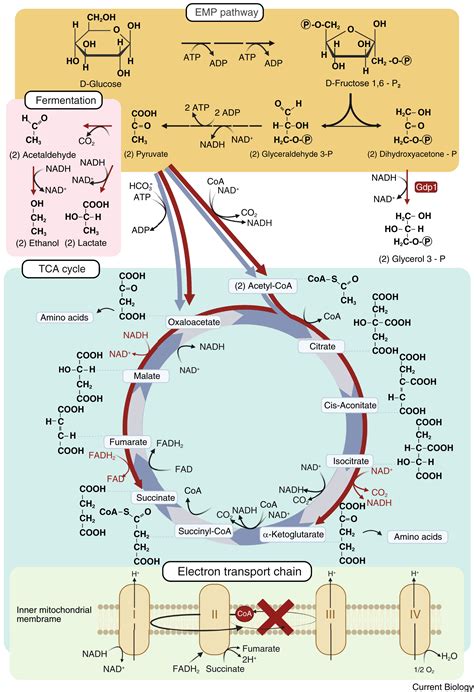 Metabolism How A Eukaryote Adapted To Life Without Respiration