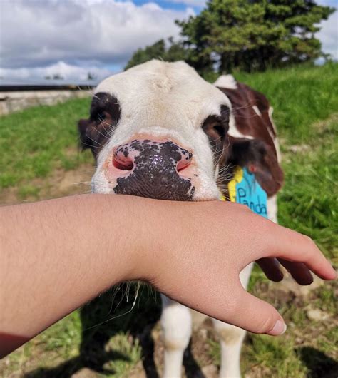 Panda Likes To Chomp On My Hand After She Has Her Dinner [frickin Cute] R Frickin