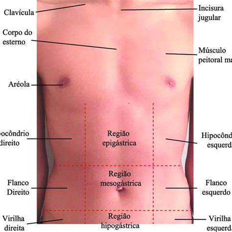 4 Fígado e vesícula biliar Face visceral Download Scientific Diagram