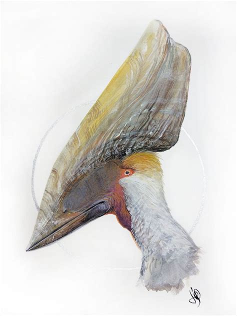 Thalassodromeus Sethi Pterosaur Drawing