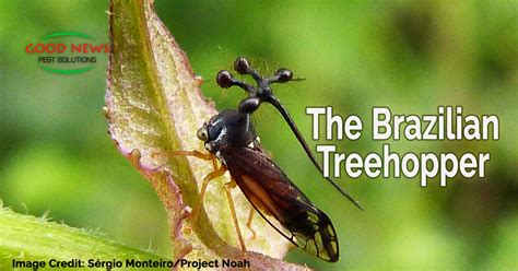The Brazilian Treehopper Pest Control In Venice Fl Good News Pest