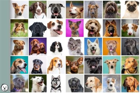 Dog Color Genetics Summary Genes And Alleles Overview Coats And Colors