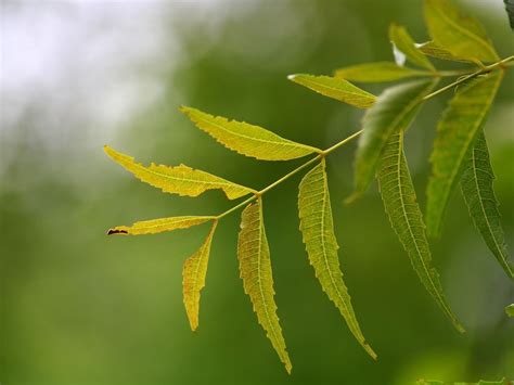 Teeth Whitening 5 Natural Herbs To Get Rid Of Yellow Teeth At Home Easily पीलेपन को कहें बाय