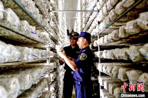 武汉海关助力湖北特色农产品走出国门 极目新闻