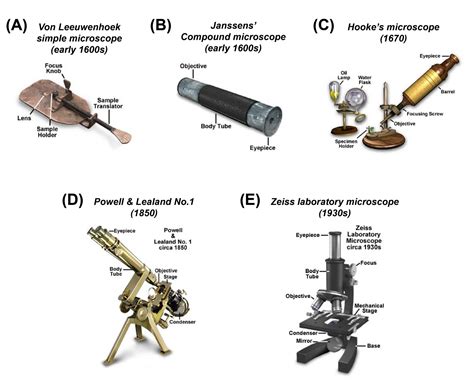 Different Types Of Microscopes Light Microscope Electron Microscope Scanning Probe