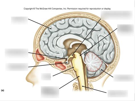 Sagittal Brain Diagram Quizlet