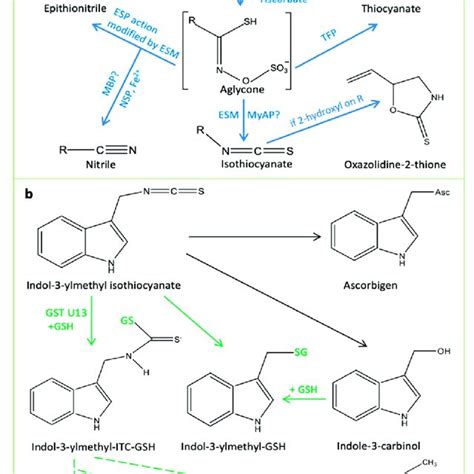 Pdf Glucosinolate Biosynthesis And The Glucosinolatemyrosinase