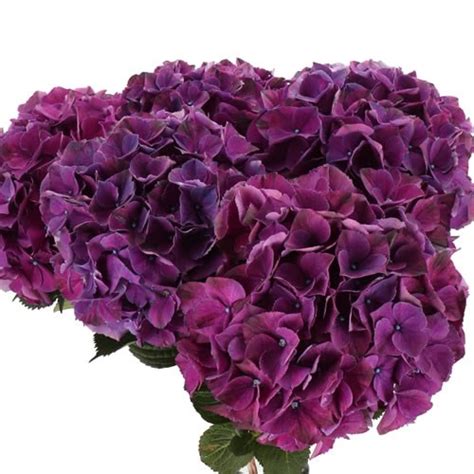 Hydrangea Magical Pink Ruby Purple 60cm Wholesale Dutch Flowers