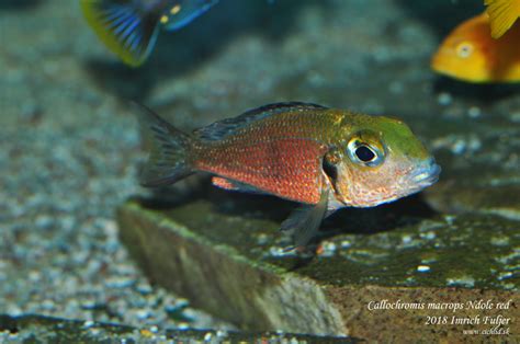 Callochromis Macrops Ndole Red Tanganyika Cichlid