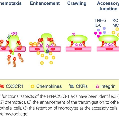Morphological Classification Of Pulmonary Hypertension By Heath And Edwards Download Table