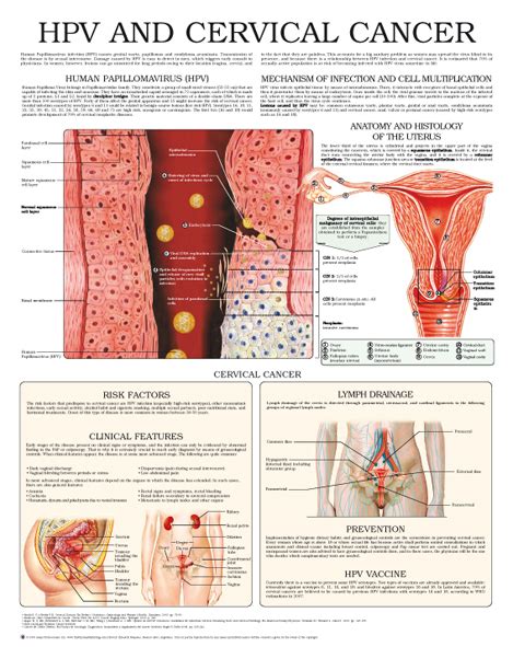 Human Papillomavirus Infection Hpv Cervical Cancer Anejo