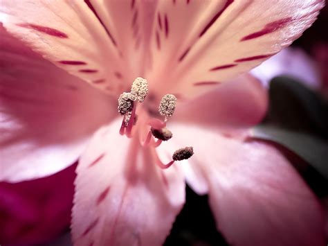 Danielle Charette Paper Dragon