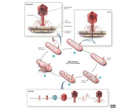 Lytic Replication Quiz