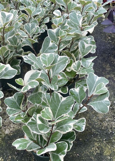 Variegated Triangle Ficus Ficus Triangularis Variegata Etsy
