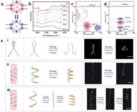 A The Dynamic Nature Of Bip‐zn²⁺ Coordination B Download