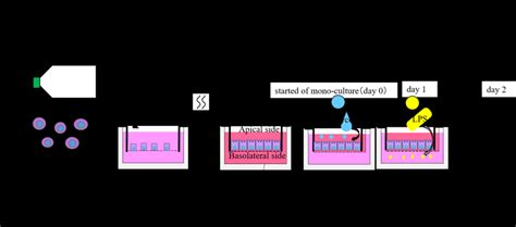Outline Of The Co Culture Experiments A Caco 2 Cells Were Cultured