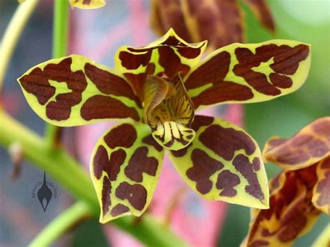 Aboutorchids Blog Archive Grammatophyllum Orchids