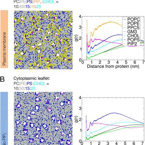 Simulations And Lipid Distributions A Shows Data From The Large Download Scientific Diagram
