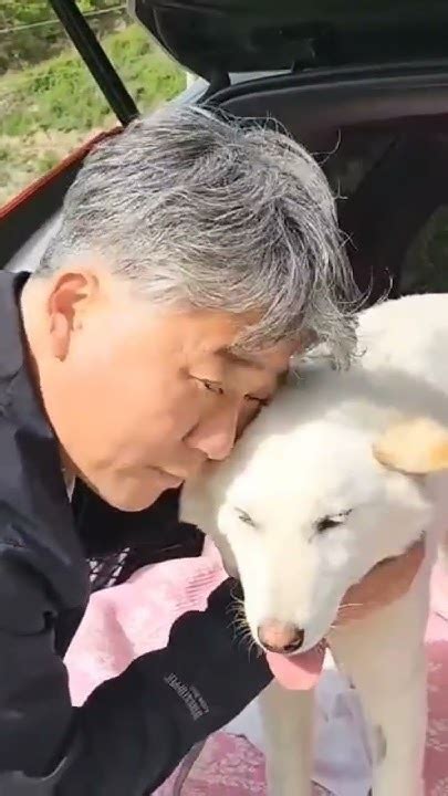 진돗개 사랑 눈에 넣어도 아프지 않은 예쁜 진돗개 Youtube