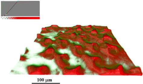 3 D Rendering Result Of A Confocal Image Stack From A Murine Tongue