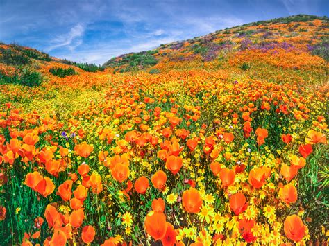 Malibu California Spring Wildflower Superbloom Fine Art Landscape