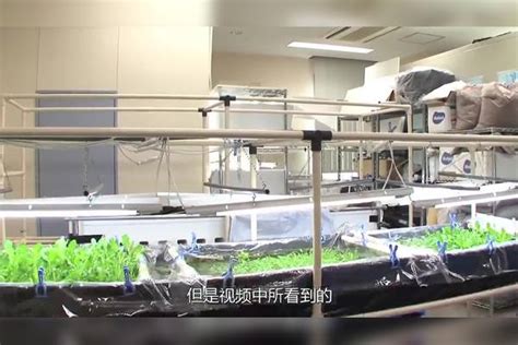 不可思议的薄膜种菜，不用泥土蔬菜也能生长，如何做到的？