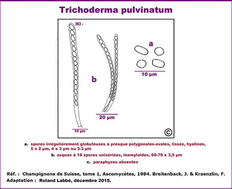 Trichoderma Pulvinatum Schéma Microscopique Labbé Roland Flickr