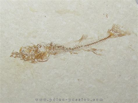 Fundulus Nevadensis 5